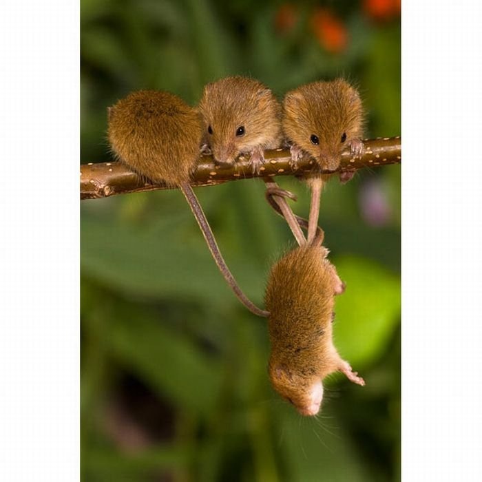 The Secret Life of the Harvest Mice | Amusing Planet
